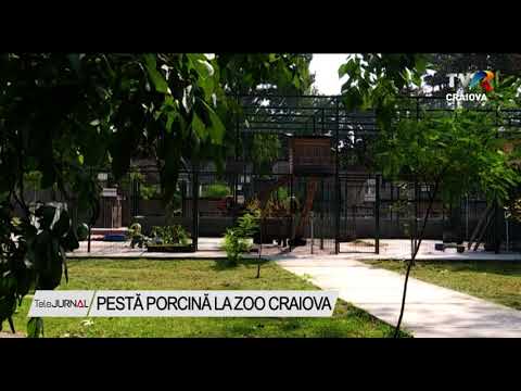 PESTĂ PORCINĂ LA ZOO CRAIOVA - Stiri - TVR Craiova