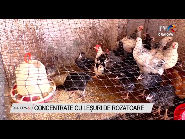 CONCENTRATE PENTRU PUI CU LEȘURI DE ROZĂTOARE - Stiri - TVR Craiova