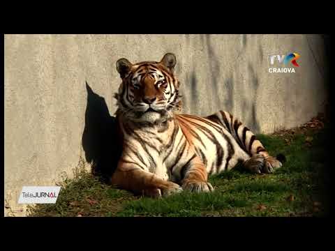 PREGĂTIRI LA ZOO - Stiri - TVR Craiova