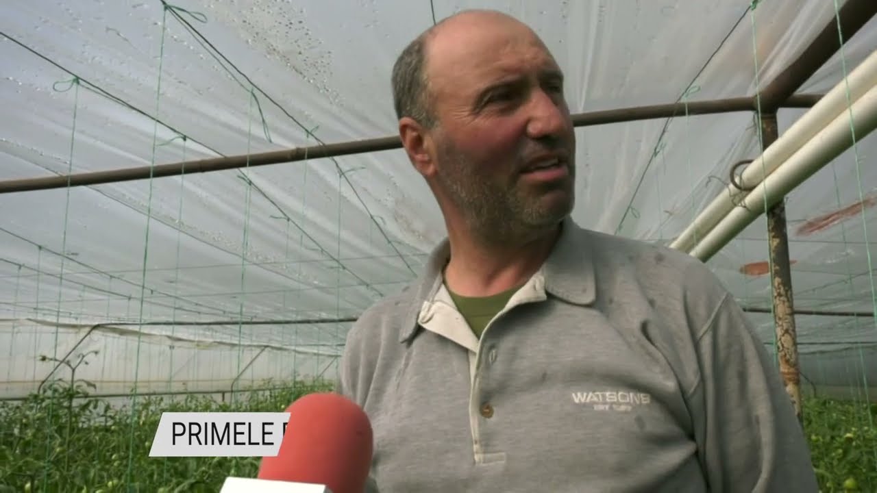 PRIMELE ROȘII OLTENEȘTI AU AJUNS ÎN PIEȚE - Stiri - TVR Craiova