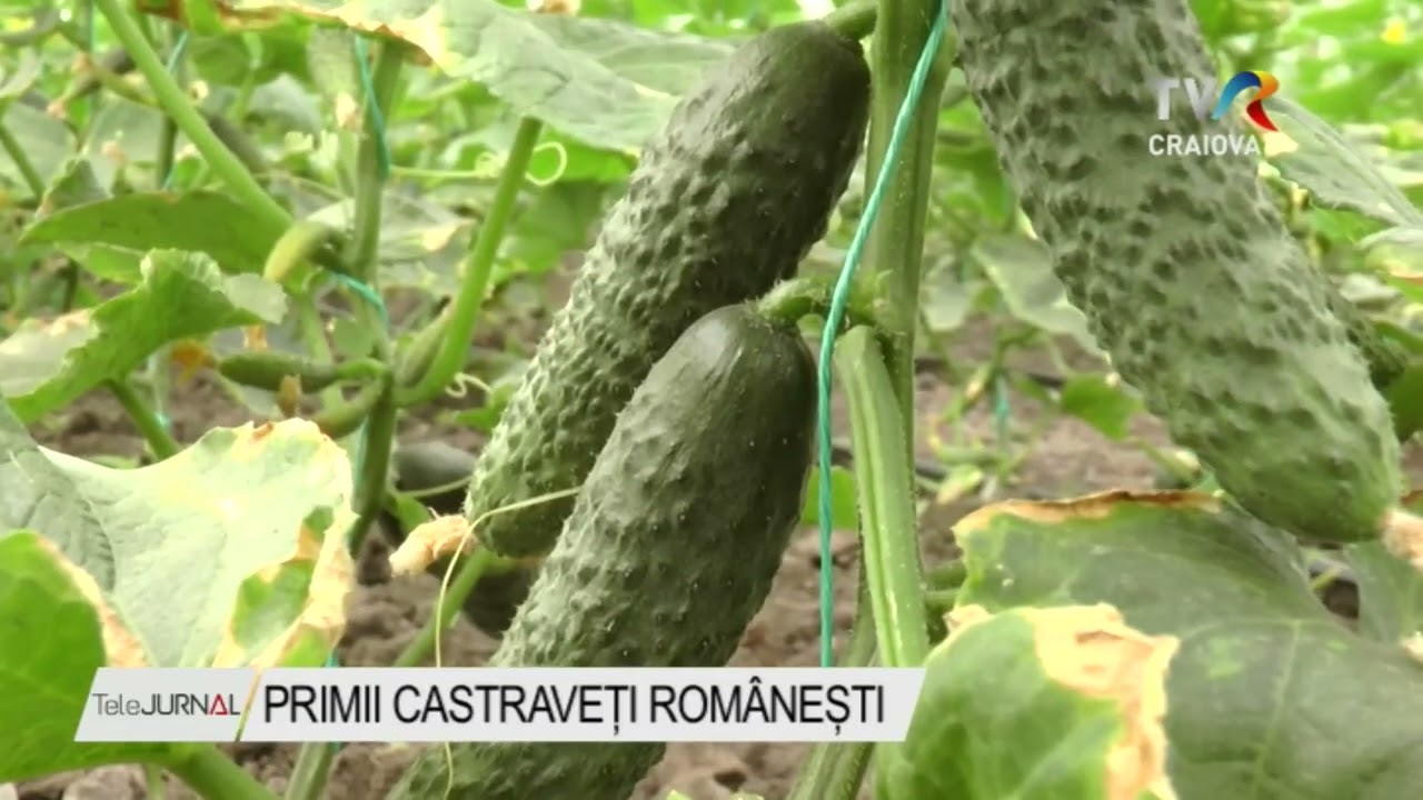 PRIMII CASTRAVEȚII ROMÂNEȘTI - Stiri - TVR Craiova