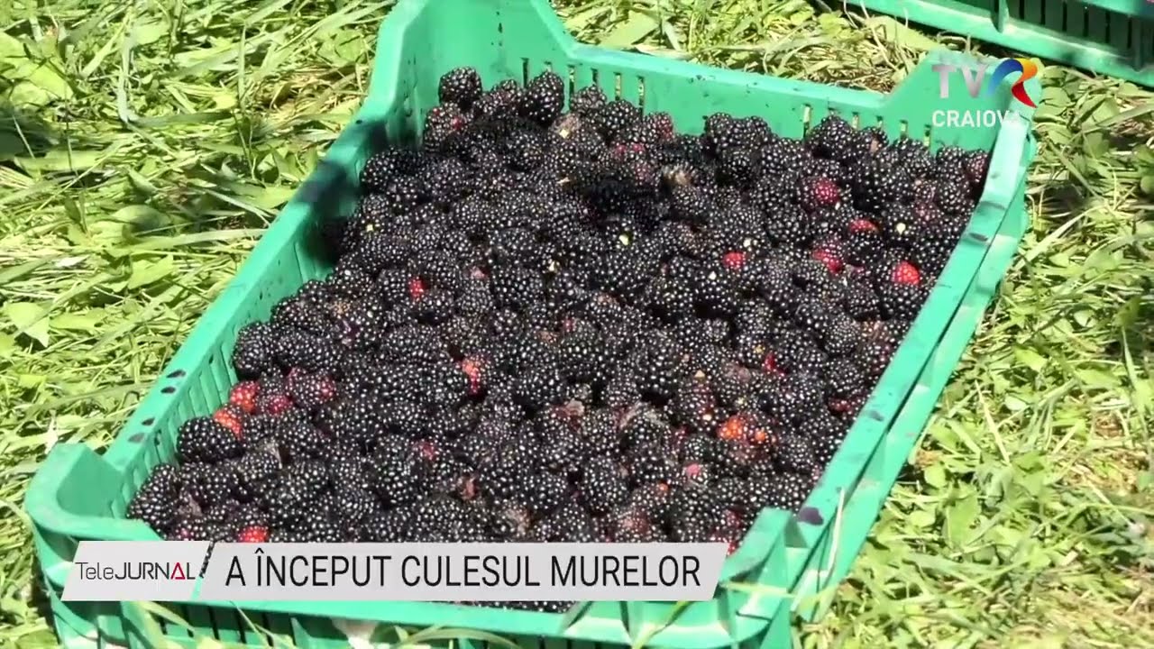 A ÎNCEPUT CULESUL MURELOR - Stiri - TVR Craiova