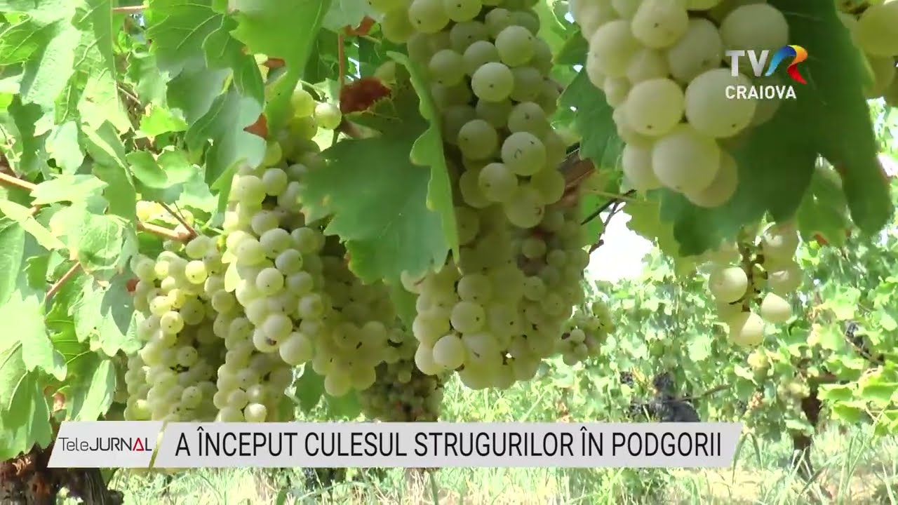 A ÎNCEPUT CULESUL STRUGURILOR ÎN PODGORII - Stiri - TVR Craiova