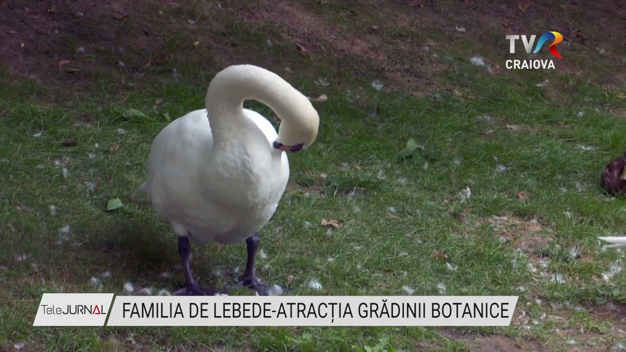 FAMILIA DE LEBEDE-ATRACȚIA GRĂDINII BOTANICE - Stiri - TVR Craiova