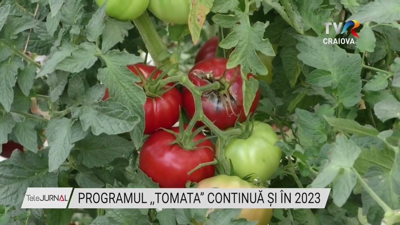 PROGRAMUL ,,TOMATA” CONTINĂ ȘI ÎN 2023 - Stiri - TVR Craiova