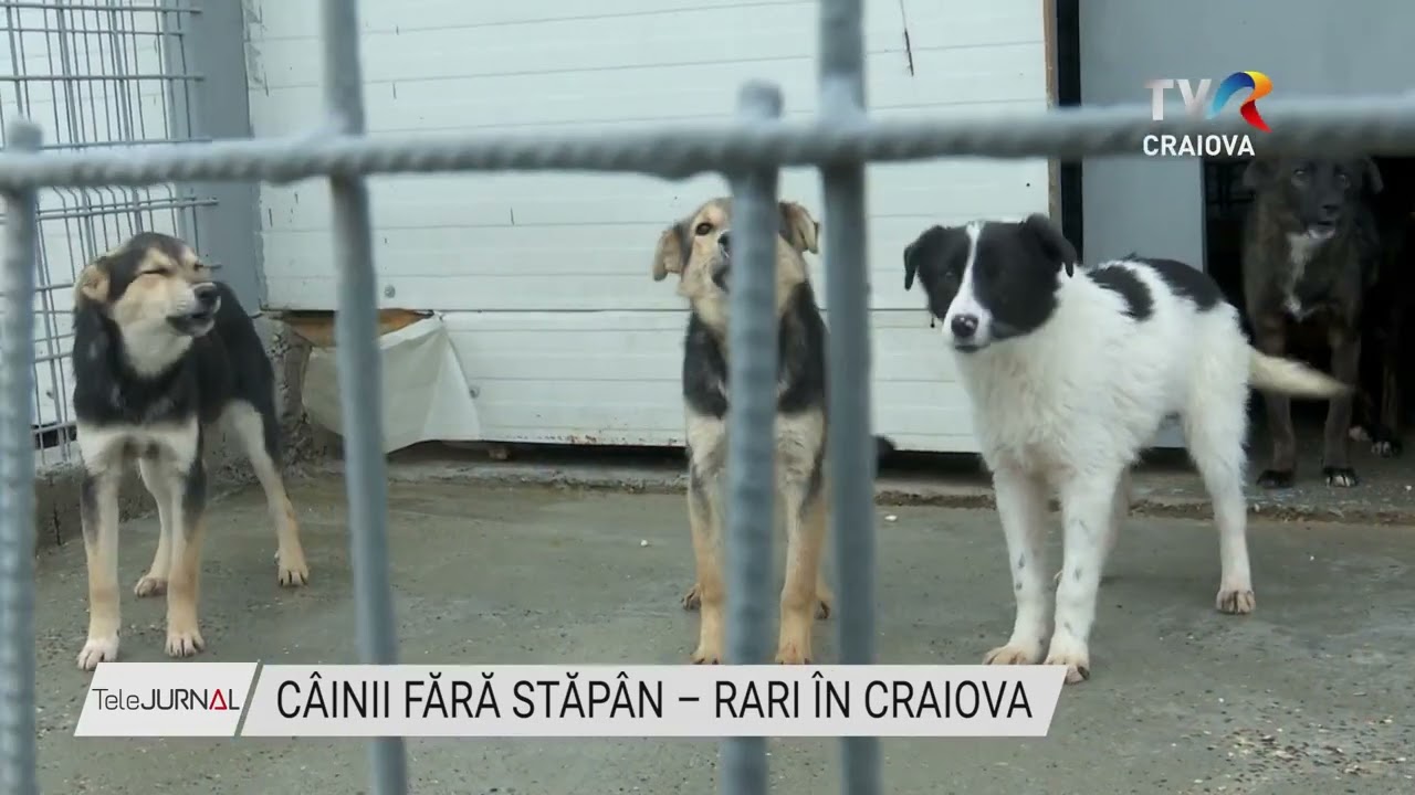 CÂINII FĂRĂ STĂPÂN – RARI ÎN CRAIOVA - Stiri - TVR Craiova