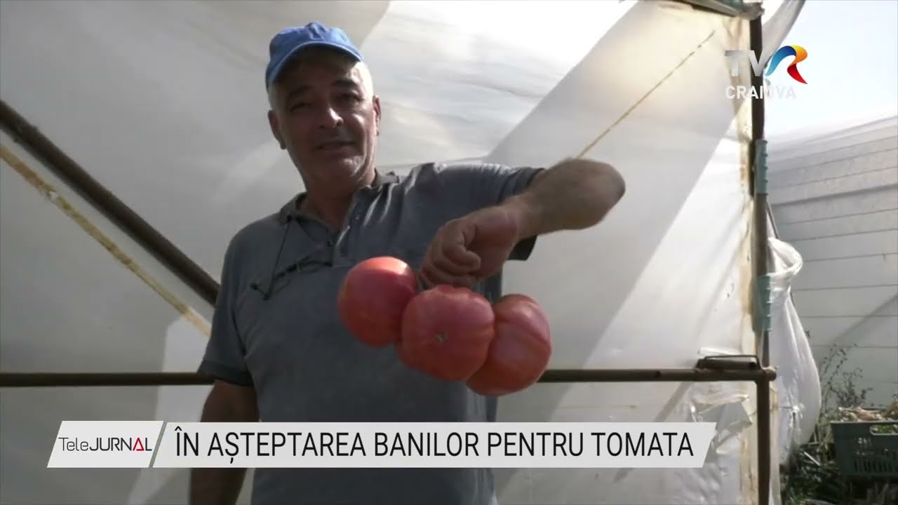 ÎN AȘTEPTAREA BANILOR PENTRU TOMATA - Stiri - TVR Craiova