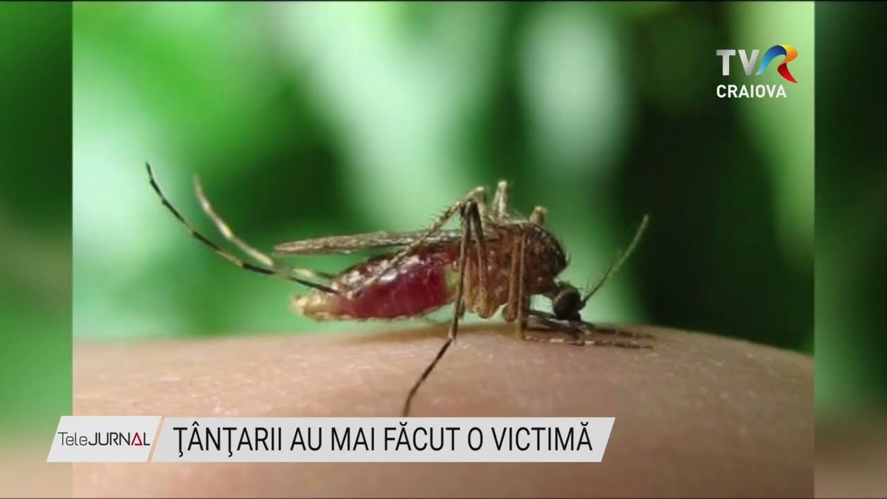 ŢÂNŢARII AU MAI FĂCUT O VICTIMĂ - Stiri - TVR Craiova