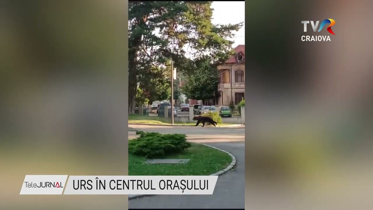 URS ÎN CENTRUL ORAȘULUI - Stiri - TVR Craiova