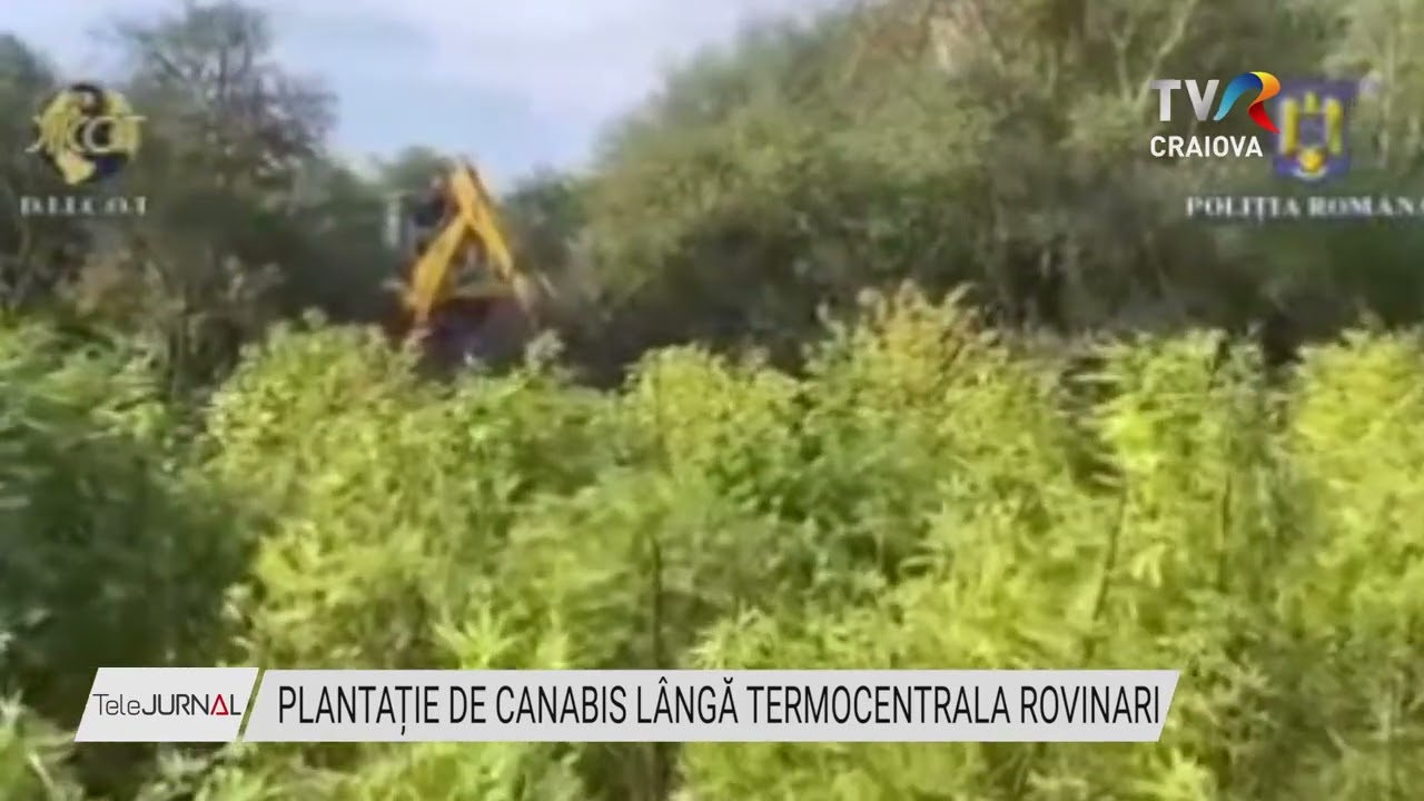PLANTAȚIE DE CANABIS LÂNGĂ TERMOCENTRALA ROVINARI - Stiri - TVR Craiova