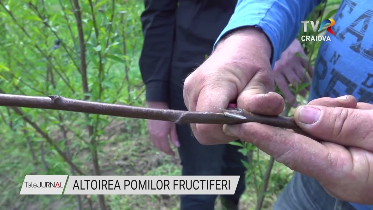 ALTOIREA POMILOR FRUCTIFERI - Stiri - TVR Craiova