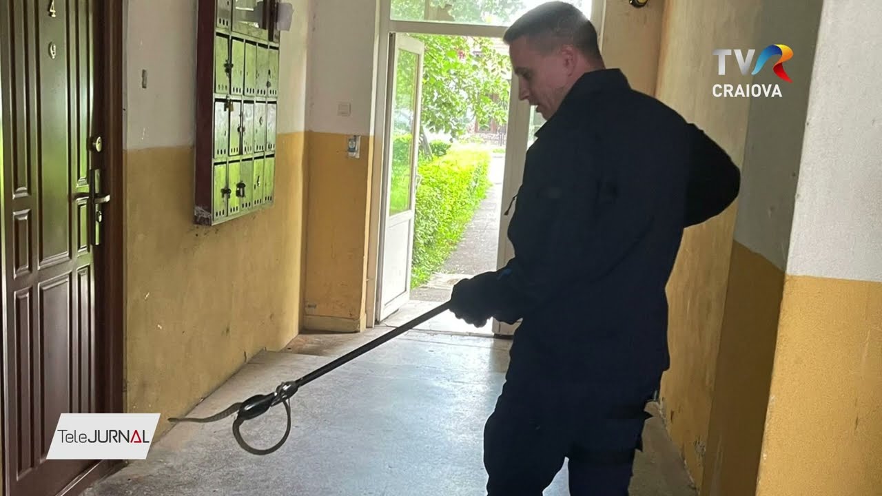 ȘARPE ÎN SCARA BLOCULUI - Stiri - TVR Craiova
