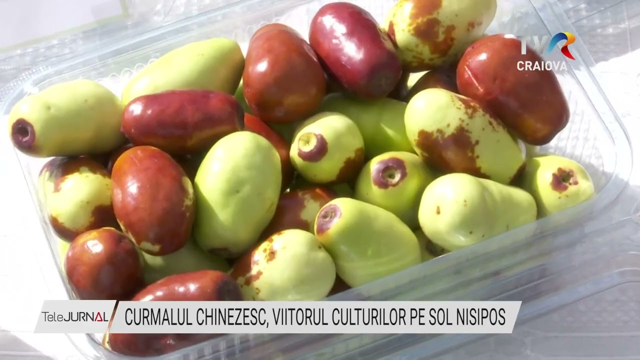 CURMALUL CHINEZESC, VIITORUL CULTURILOR PE SOL NISIPOS - Stiri - TVR ...