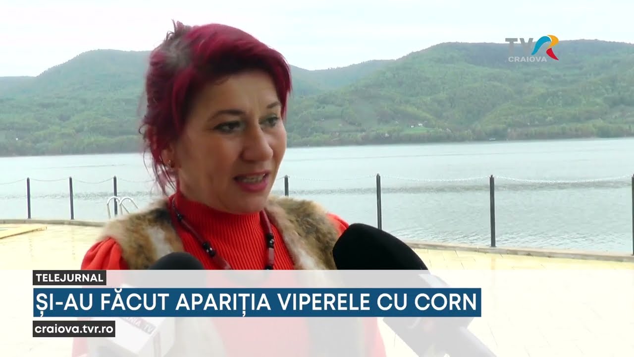 ȘI-AU FĂCUT APARIȚIA VIPERELE CU CORN - Stiri - TVR Craiova