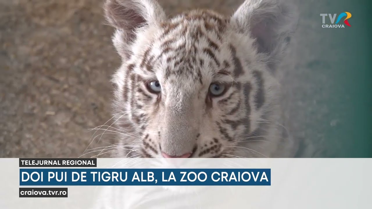 DOI PUI DE TIGRU ALB, LA ZOO CRAIOVA - Stiri - TVR Craiova
